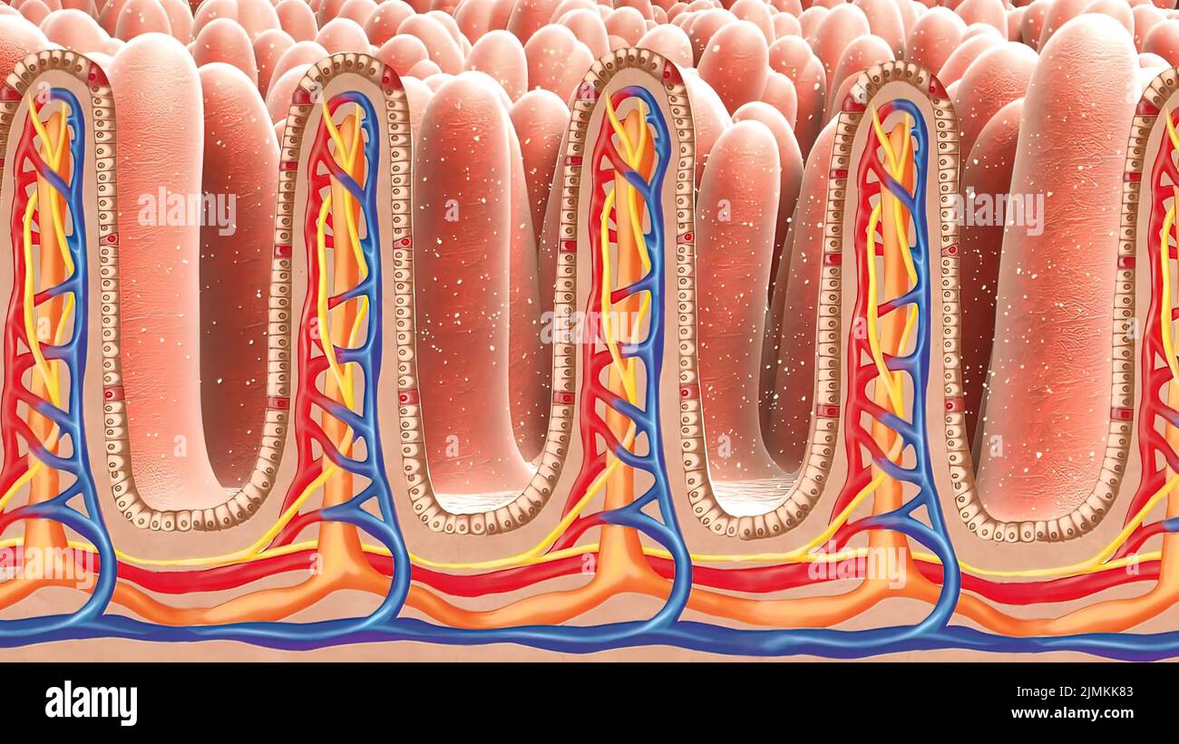 Small intestine lining hi-res stock photography and images - Alamy