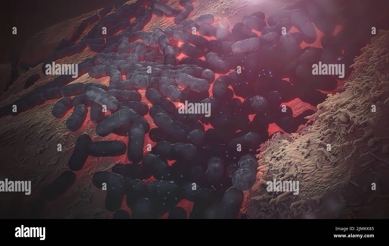 Bacteria helicobacter pylori hi-res stock photography and images - Alamy