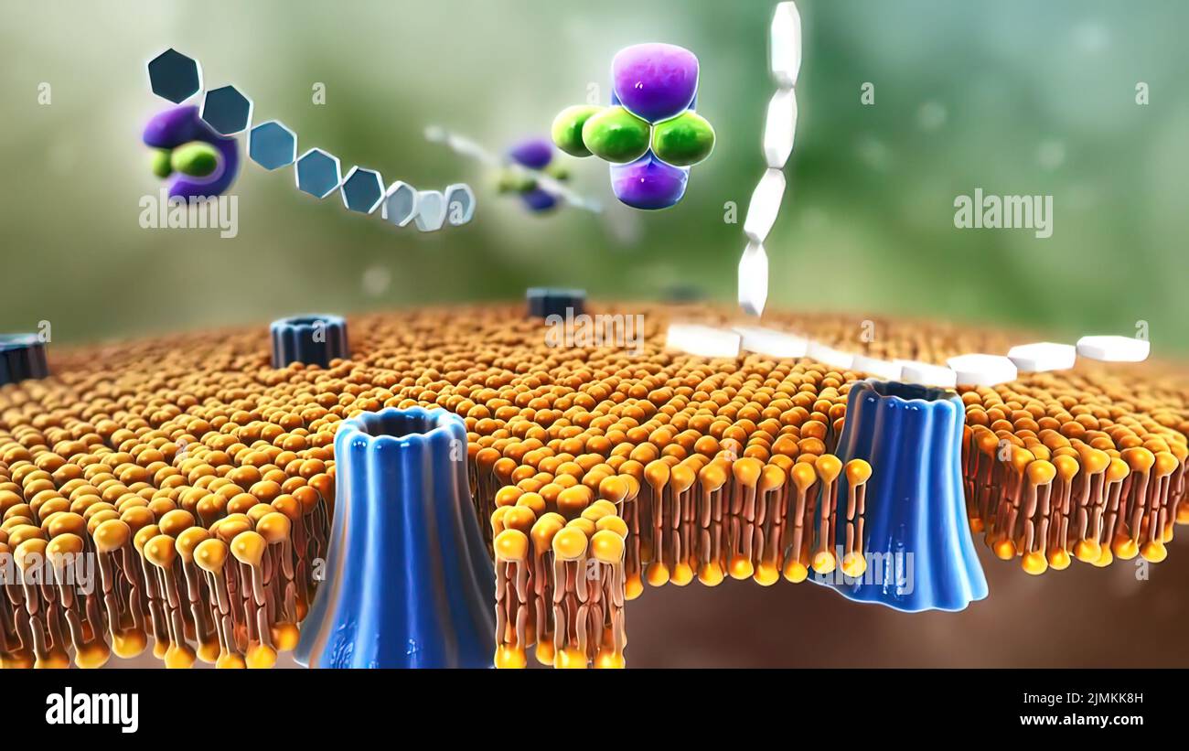 Diabetic pancreas hi-res stock photography and images - Alamy