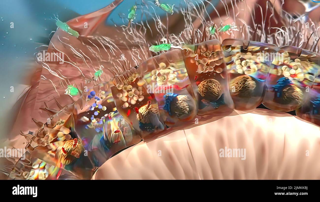 Microaerophilic bacteria hi-res stock photography and images - Alamy