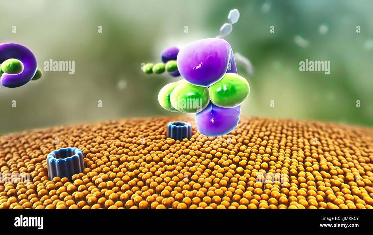 Diabetic pancreas hi-res stock photography and images - Alamy