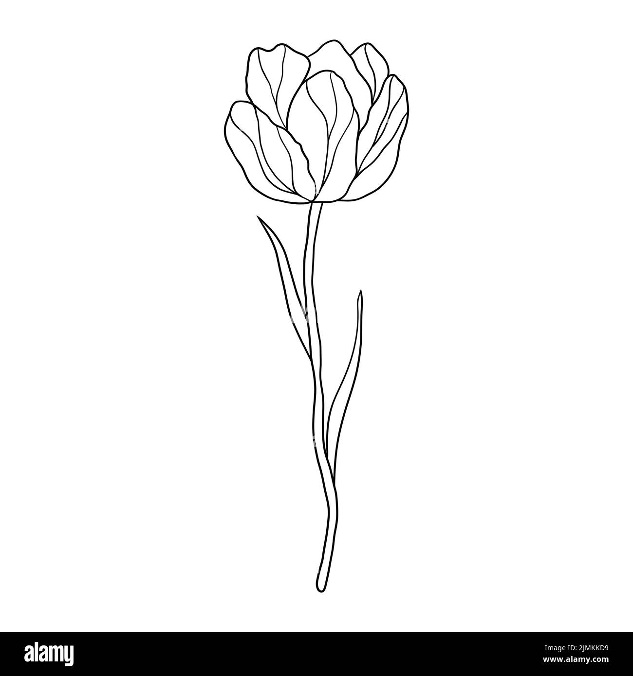 Tulip flower in doodle style Stock Vector Image & Art - Alamy