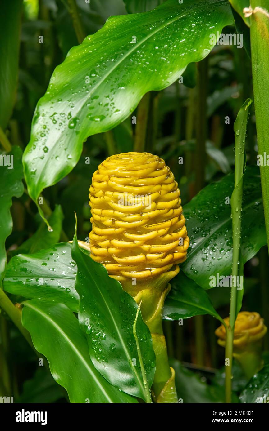 Zingiber spectabile, Beehive Ginger Stock Photo - Alamy