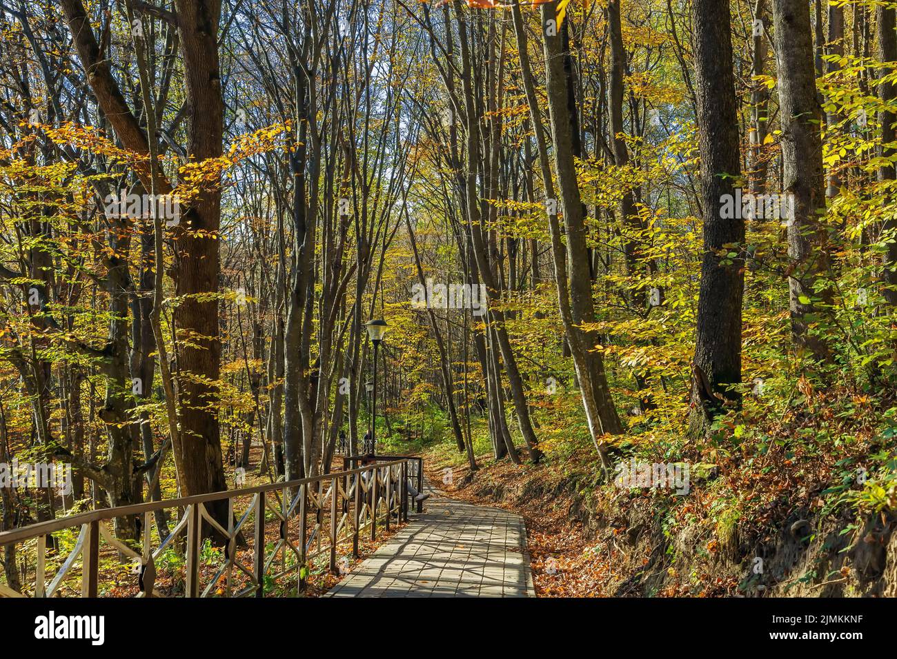 Path in the forest, Russia Stock Photo - Alamy