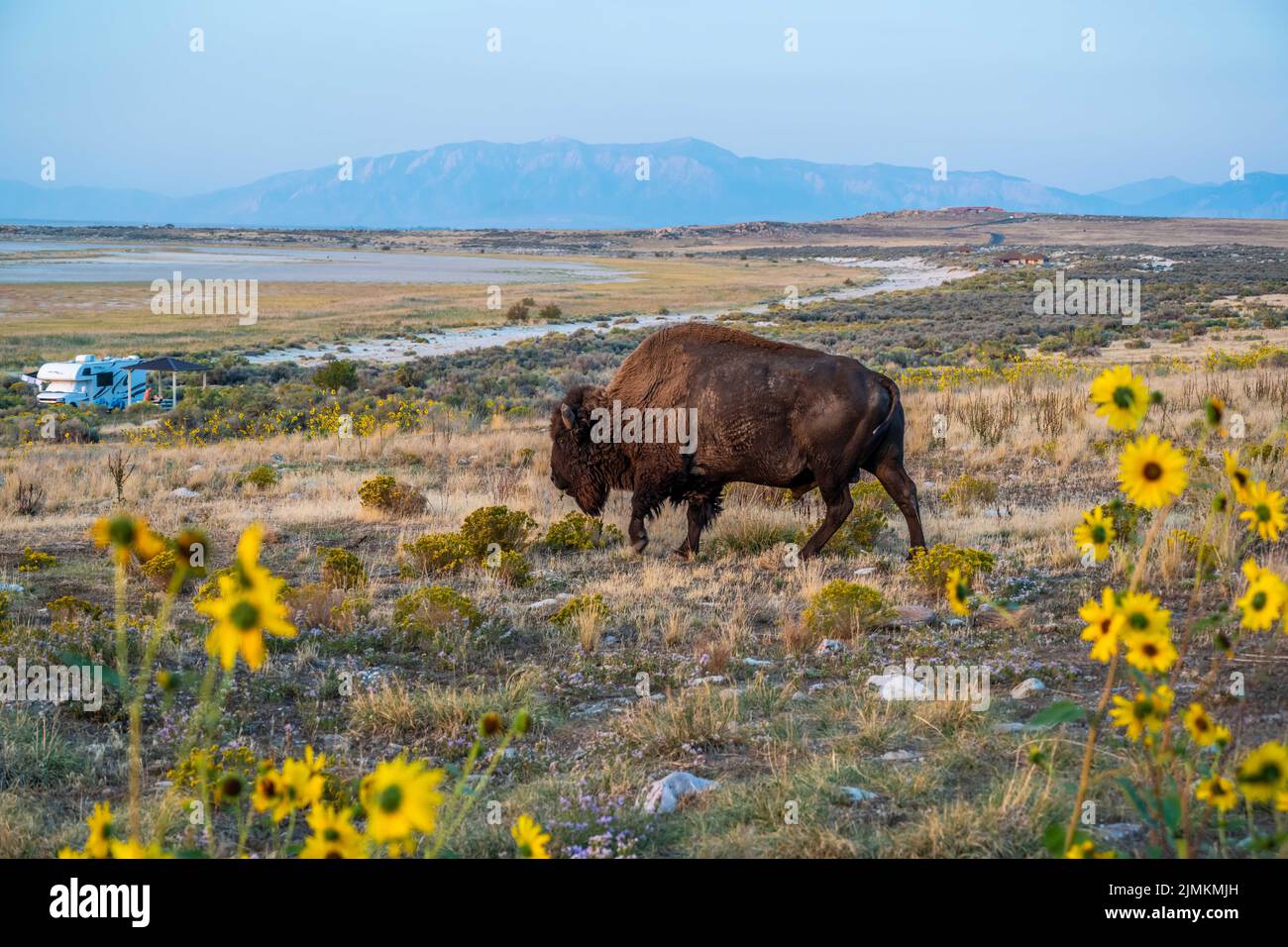 American Bison in the field of Antelope Island State Park, Utah Stock ...