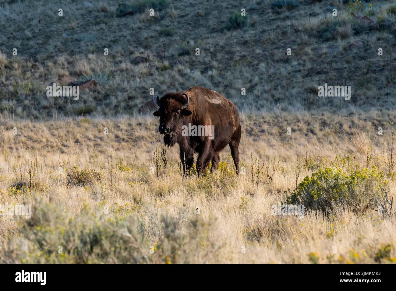 American Bison in the field of Antelope Island State Park, Utah Stock ...