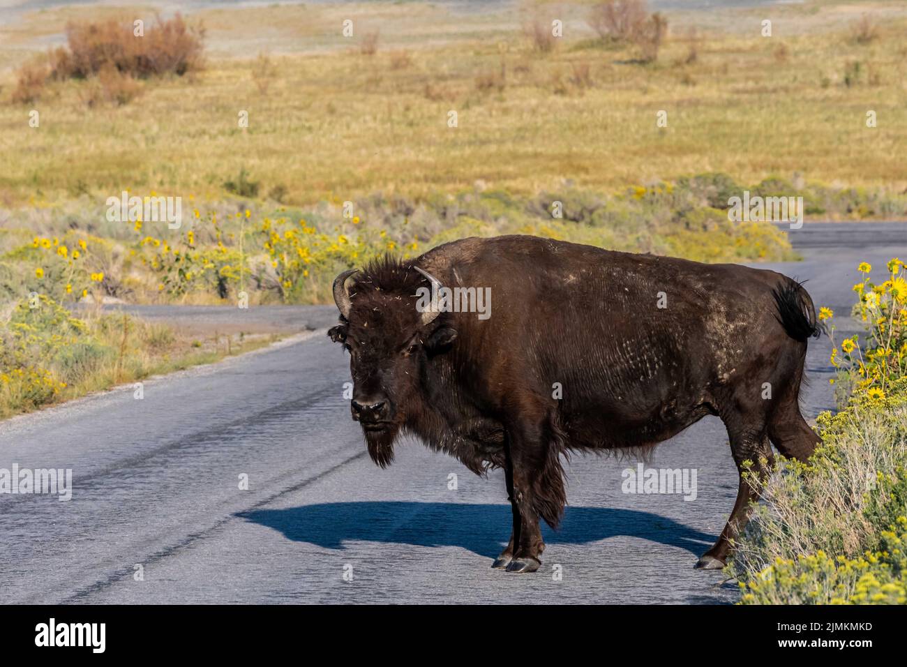 American Bison in the field of Antelope Island State Park, Utah Stock ...