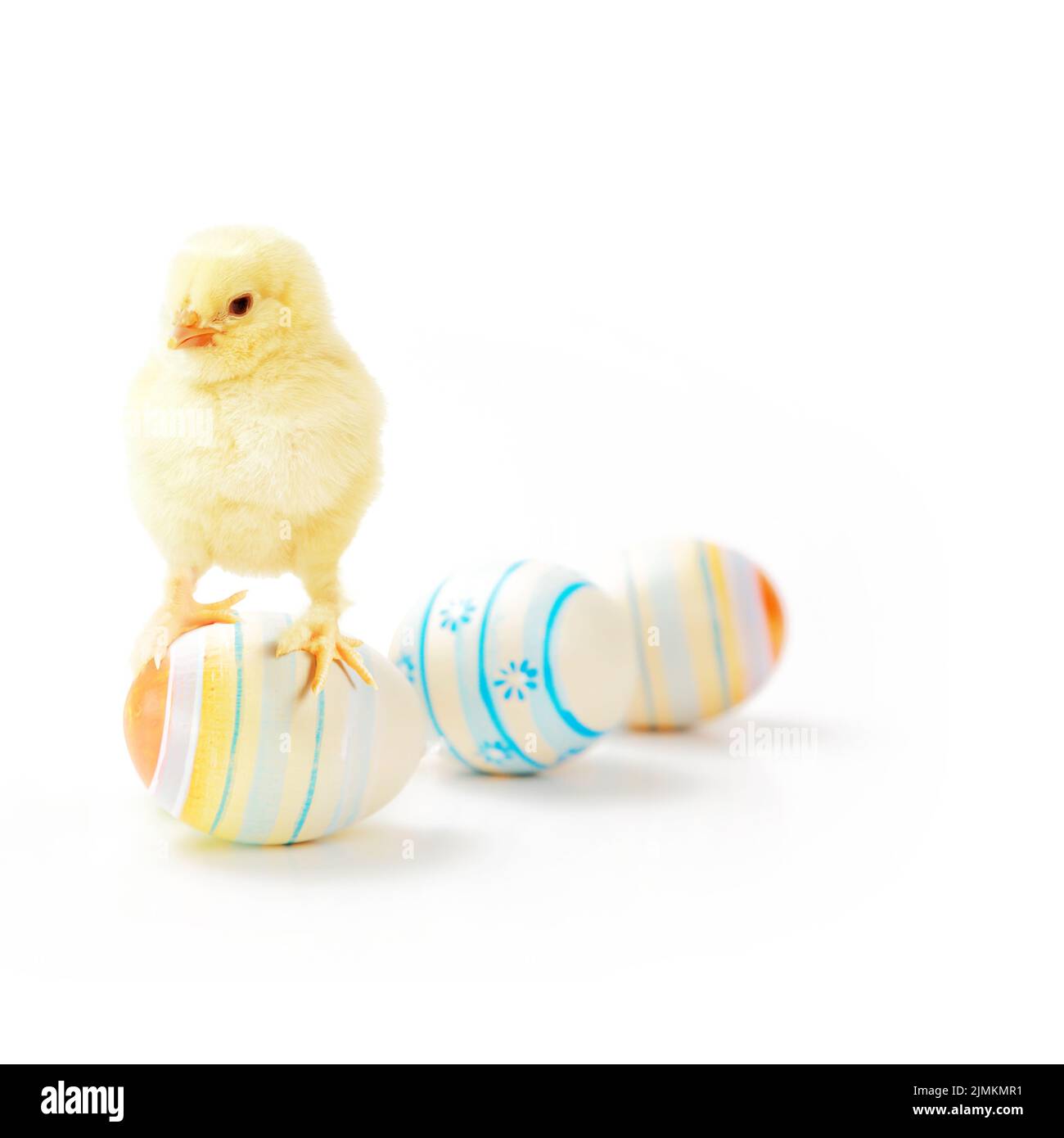 Little cute baby chick for easter. Yellow newborn baby chick Stock ...