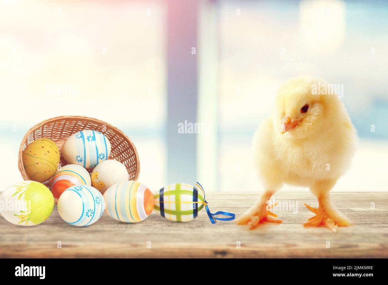 Beautiful little yellow chick hi-res stock photography and images - Alamy
