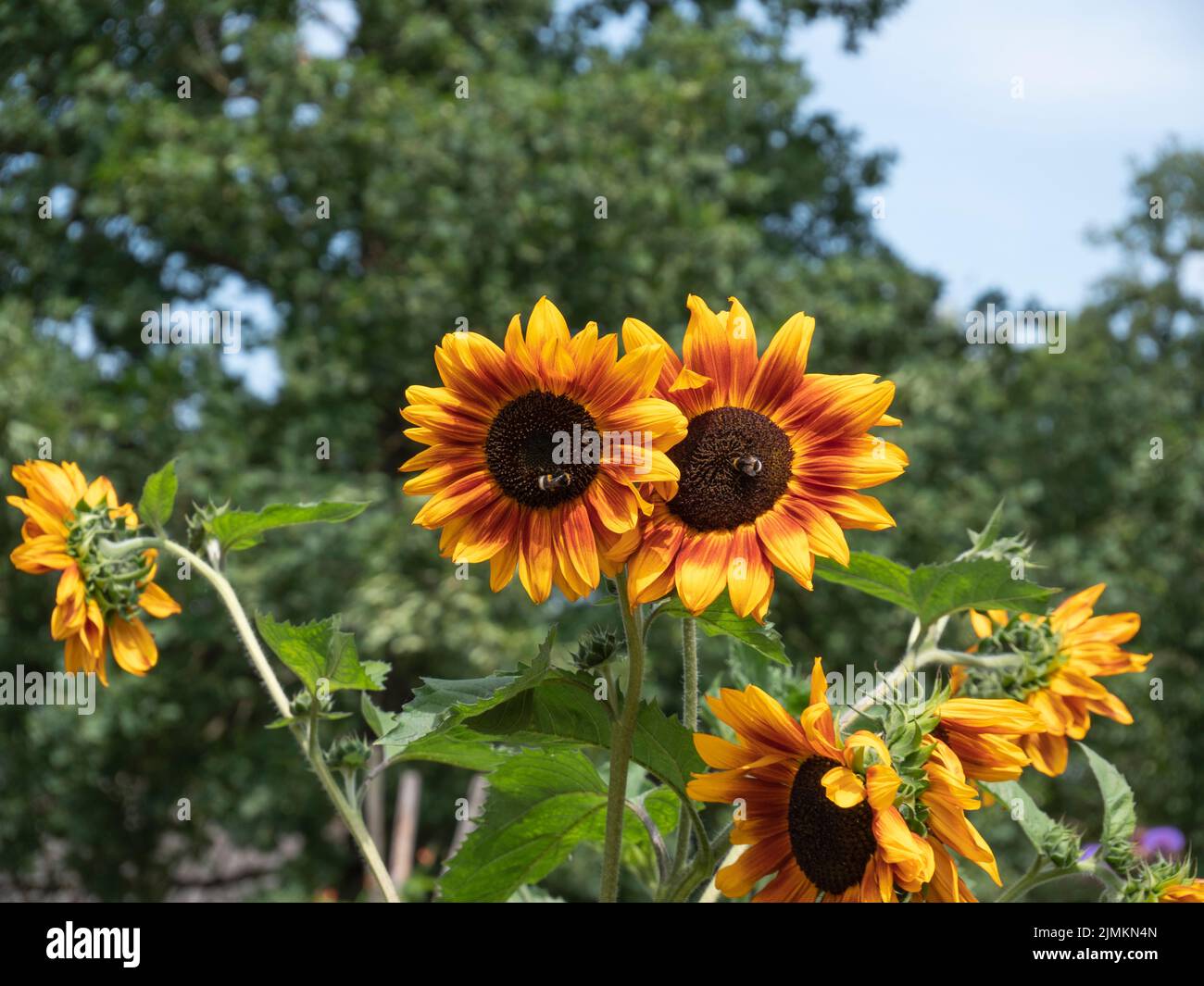 Many sunflowers in field sunset hi-res stock photography and images - Alamy