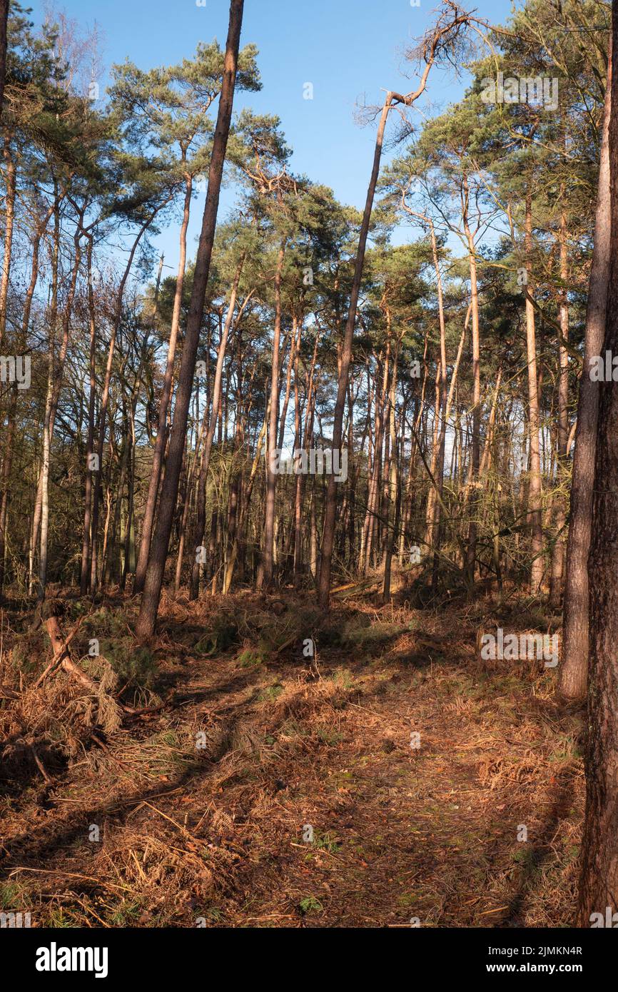 Drought in a pine forest with a high risk of a forest fire Stock Photo ...