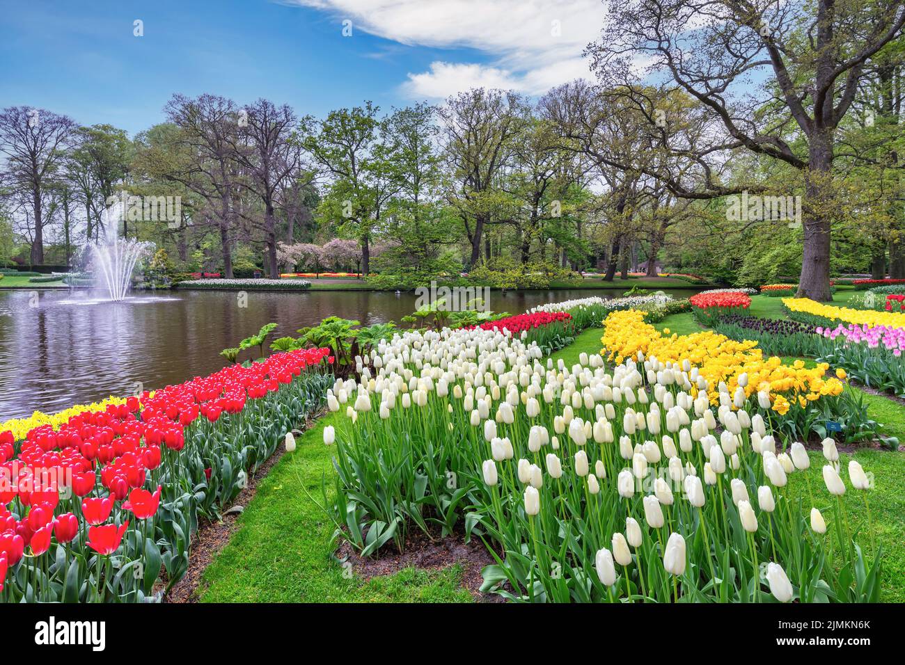 Tulip flower bulb field in garden, spring season in Lisse near ...