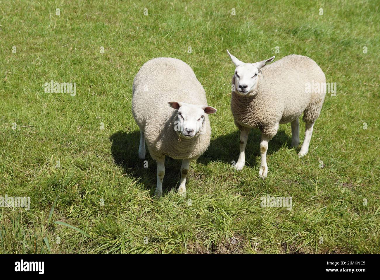 Two Dutch sheep look at the photographer in the meadow. Summer, August ...