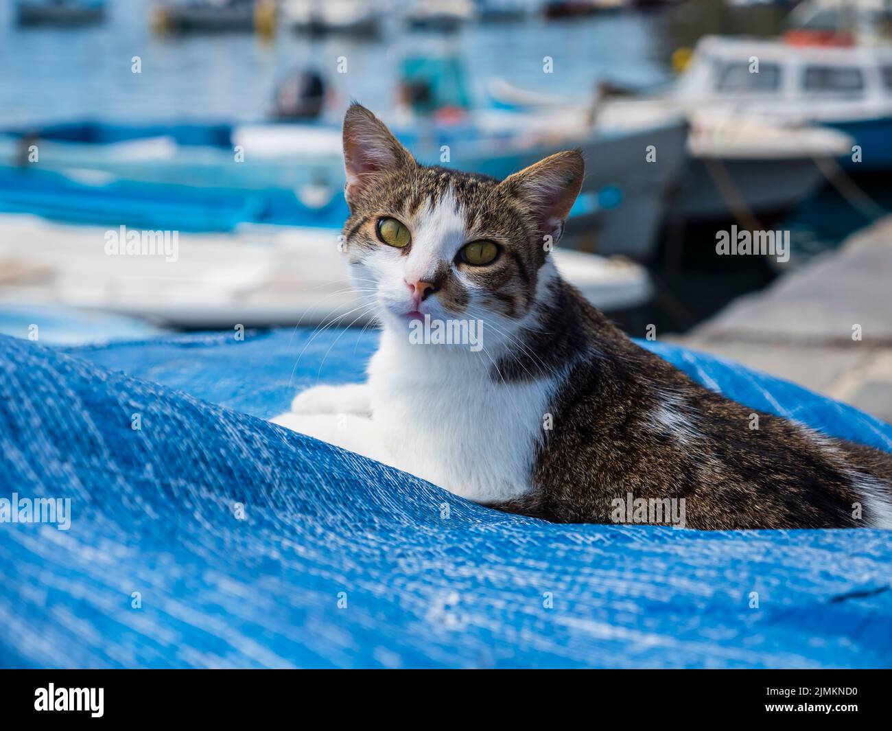 Domestic cat on a fishing net island Procida Stock Photo - Alamy