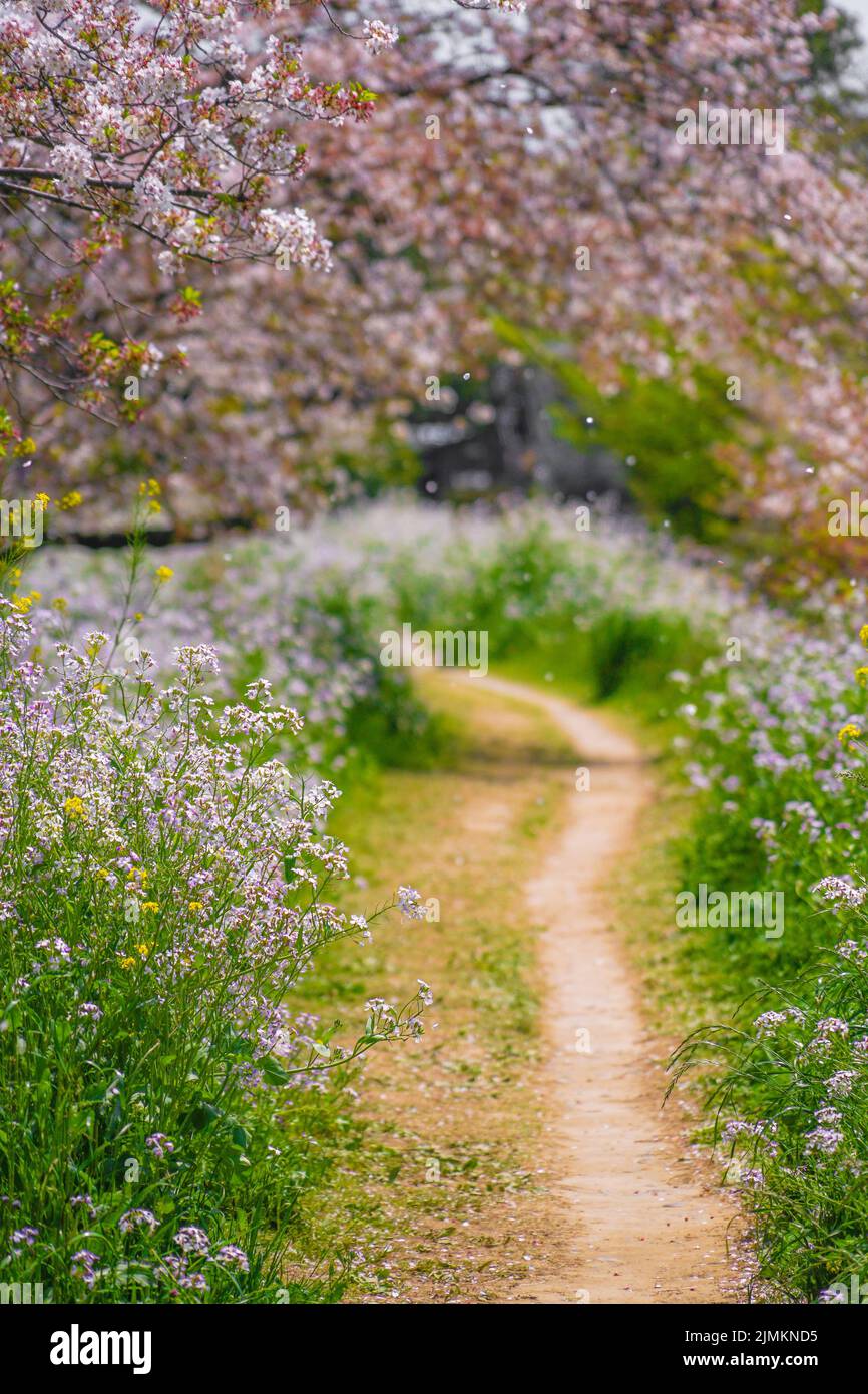 Tama River riverbed cherry blossom trees Stock Photo - Alamy