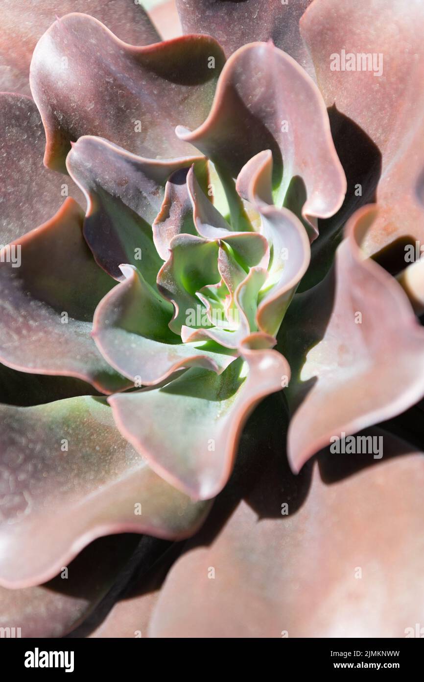 crassulaceae succulent cactus with dark leaves. natural background ...
