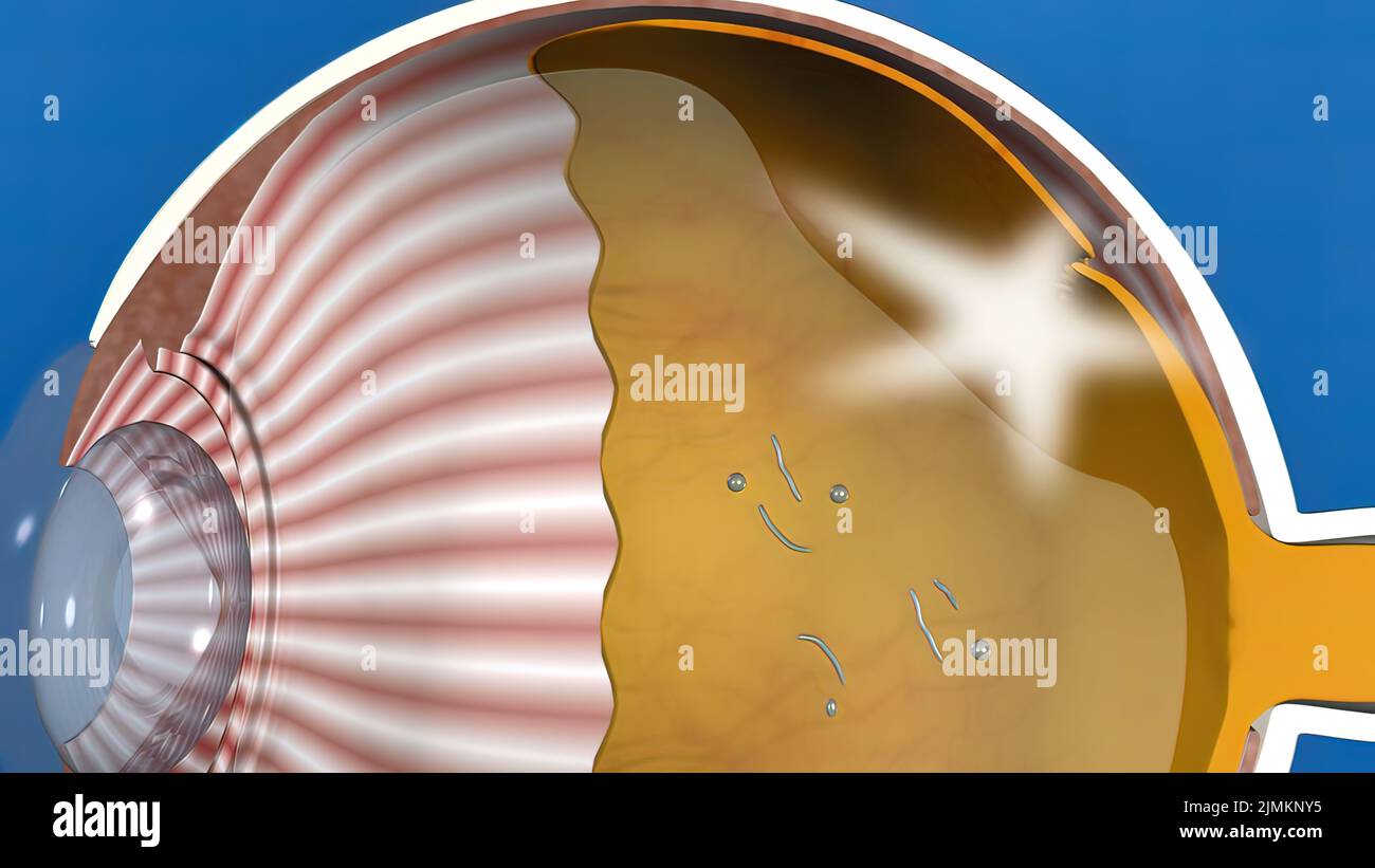 Eye illustration anatomy hi-res stock photography and images - Alamy