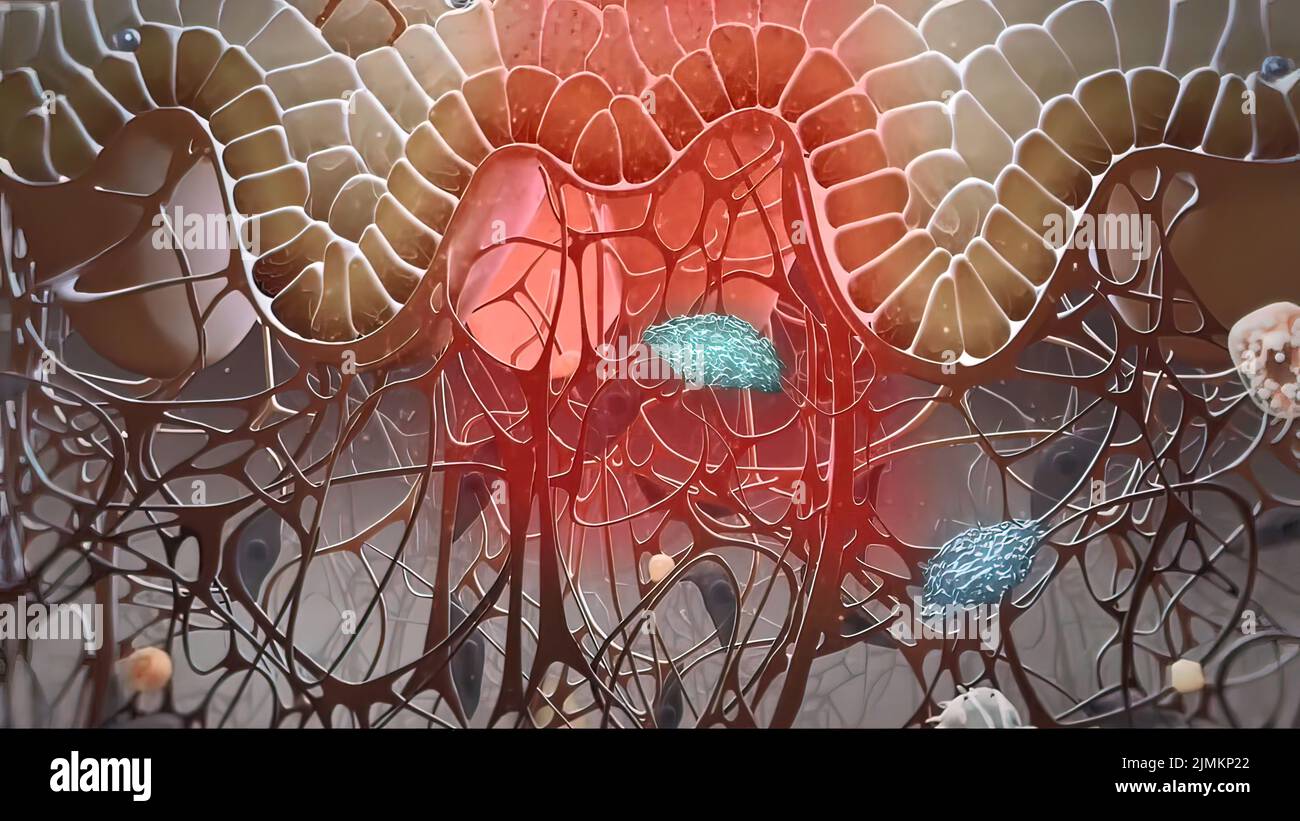 Layers of fat and muscle hi-res stock photography and images - Alamy