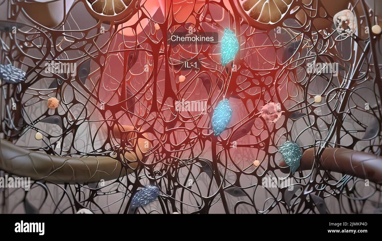 Layers of fat and muscle hi-res stock photography and images - Alamy