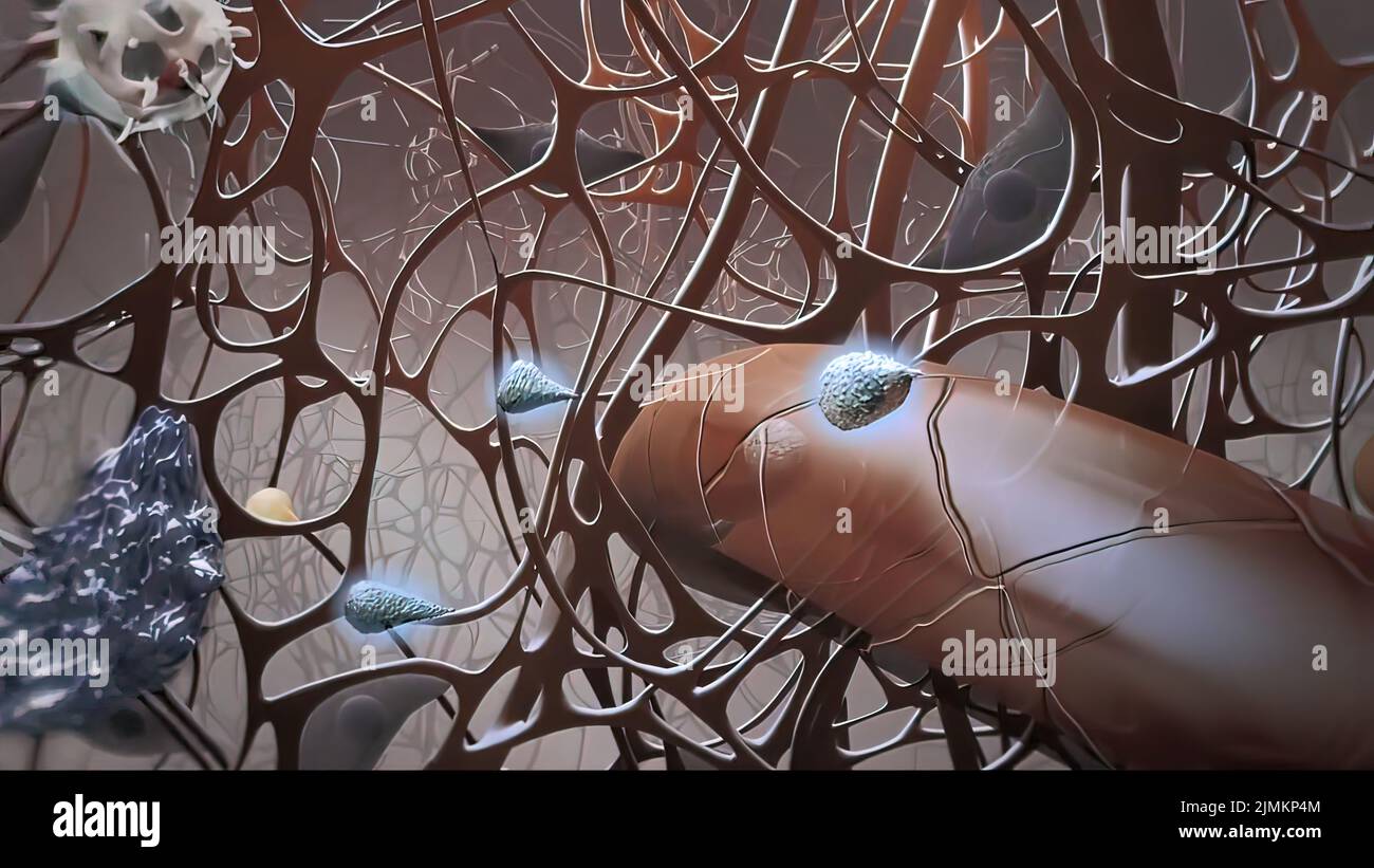 Layers of fat and muscle hi-res stock photography and images - Alamy