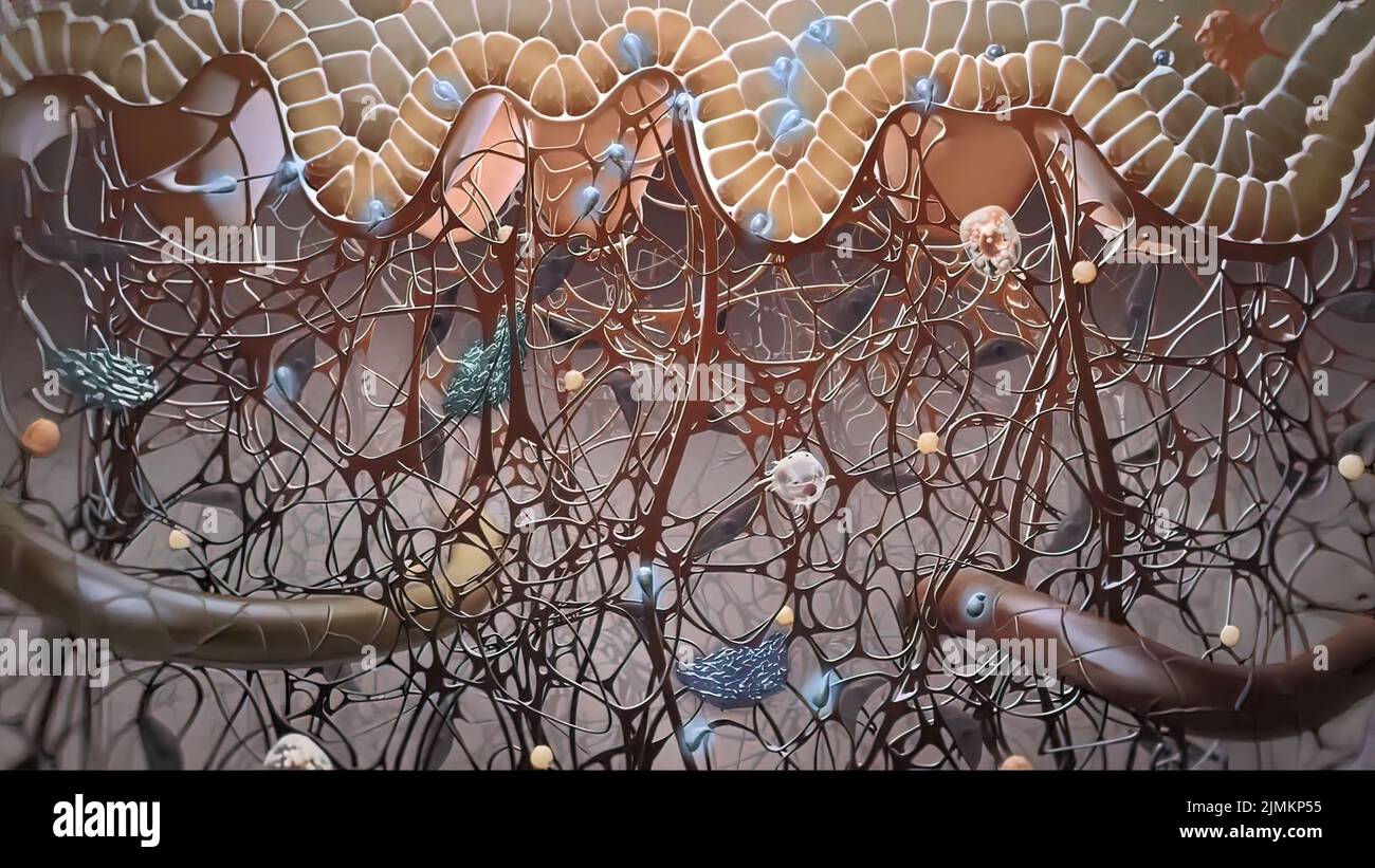 Layers of fat and muscle hi-res stock photography and images - Alamy