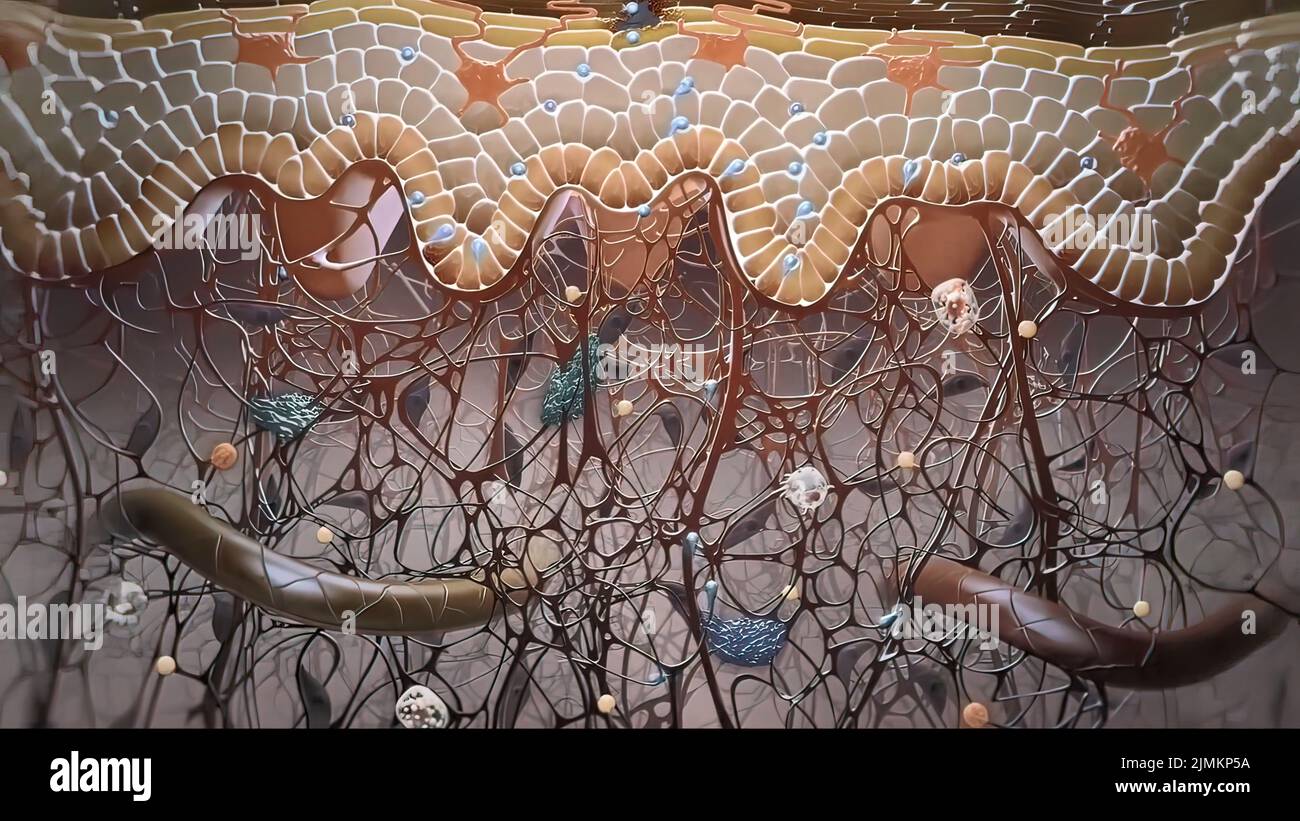 Layers of fat and muscle hi-res stock photography and images - Alamy