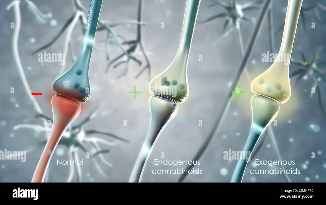 Synaptic transmission, human nervous system Stock Photo - Alamy Synaptic transmission, human nervous system Stock Photo - Alamy