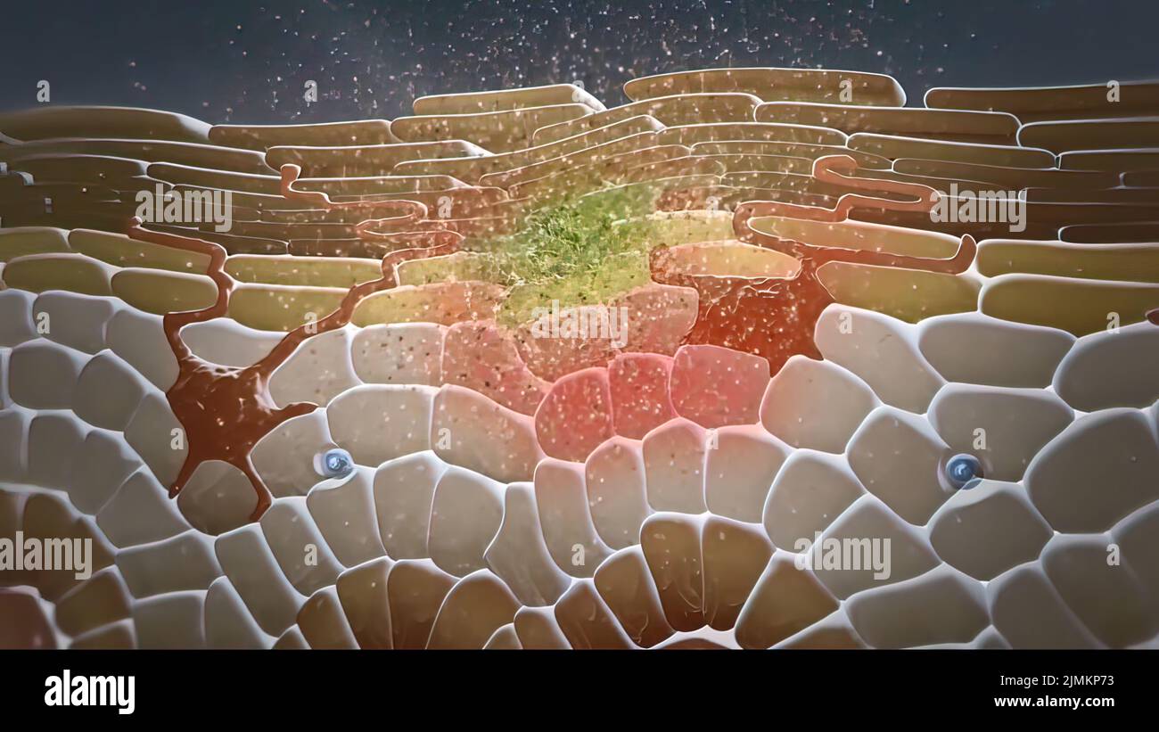 Layers of fat and muscle hi-res stock photography and images - Alamy