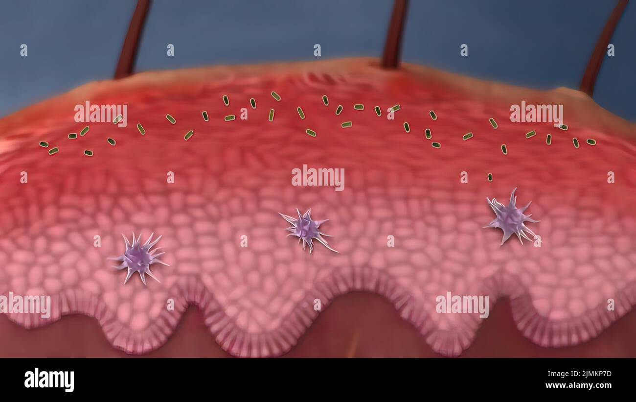 Anatomy of bacteria hi-res stock photography and images - Alamy