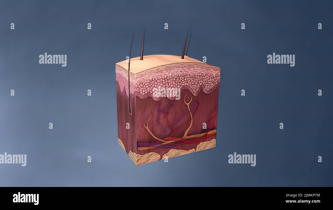 Fat anatomical hi-res stock photography and images - Alamy