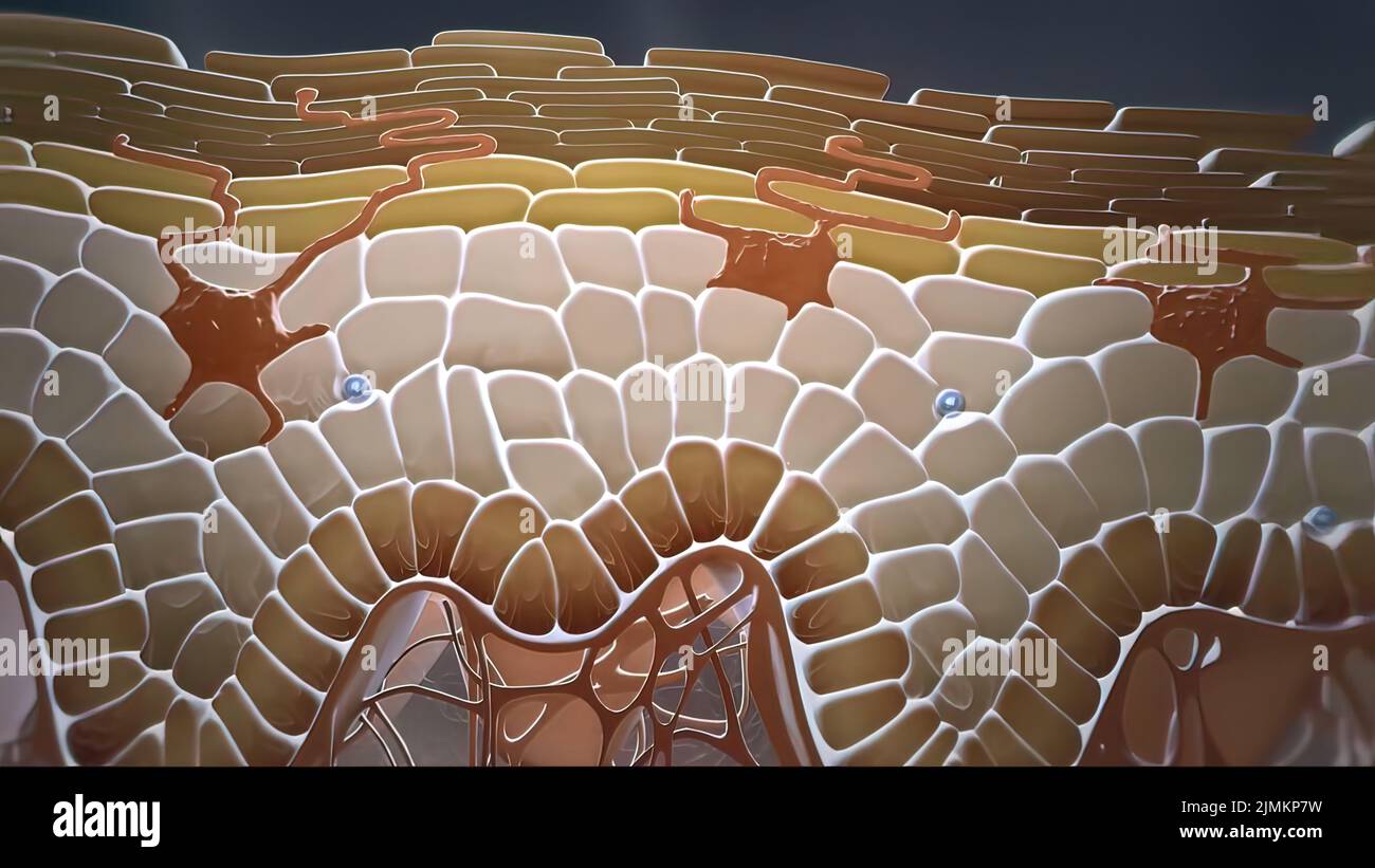 Fat anatomical hi-res stock photography and images - Alamy