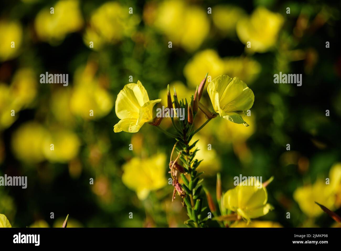 Many vivid yellow flowers and green leaves of Oenothera plant, commonly ...