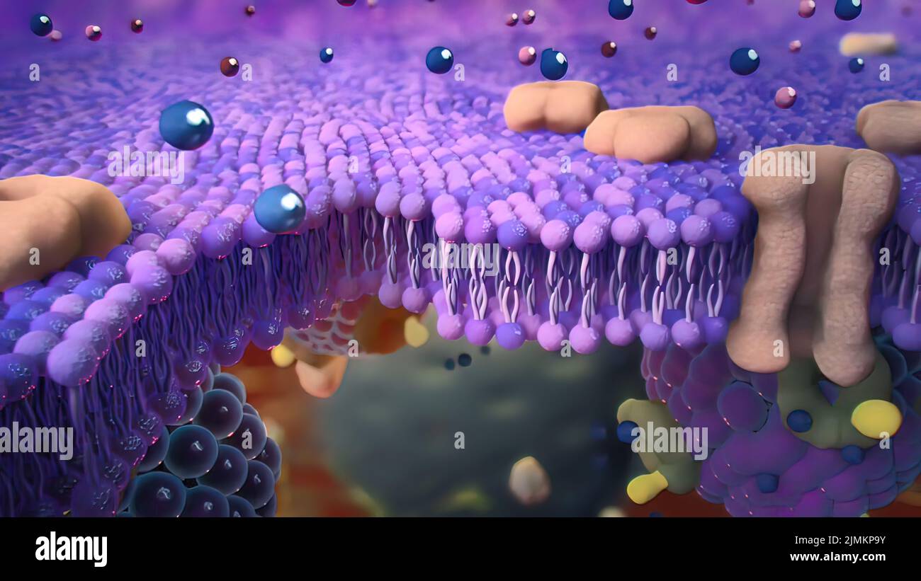 Bilayer plasma hi-res stock photography and images - Alamy