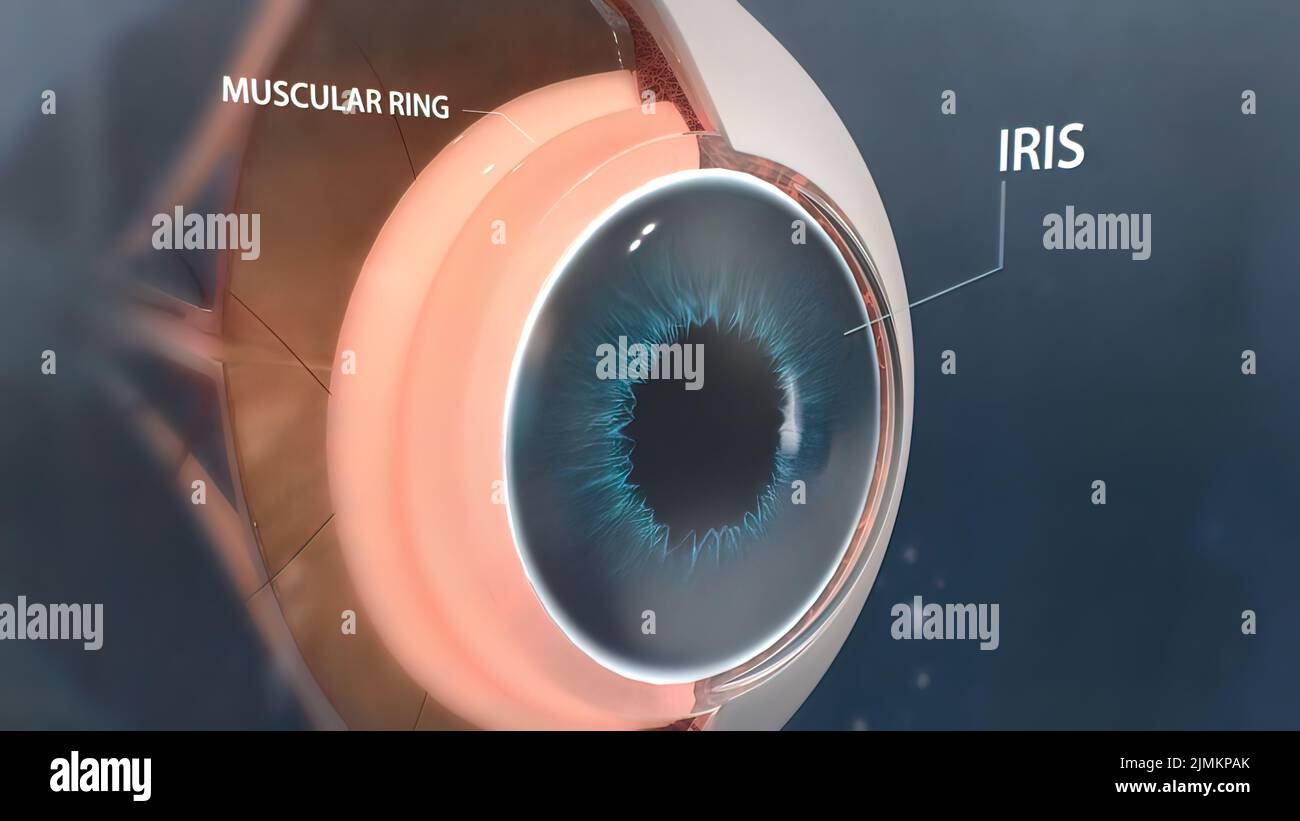 Structure eye hi-res stock photography and images - Alamy