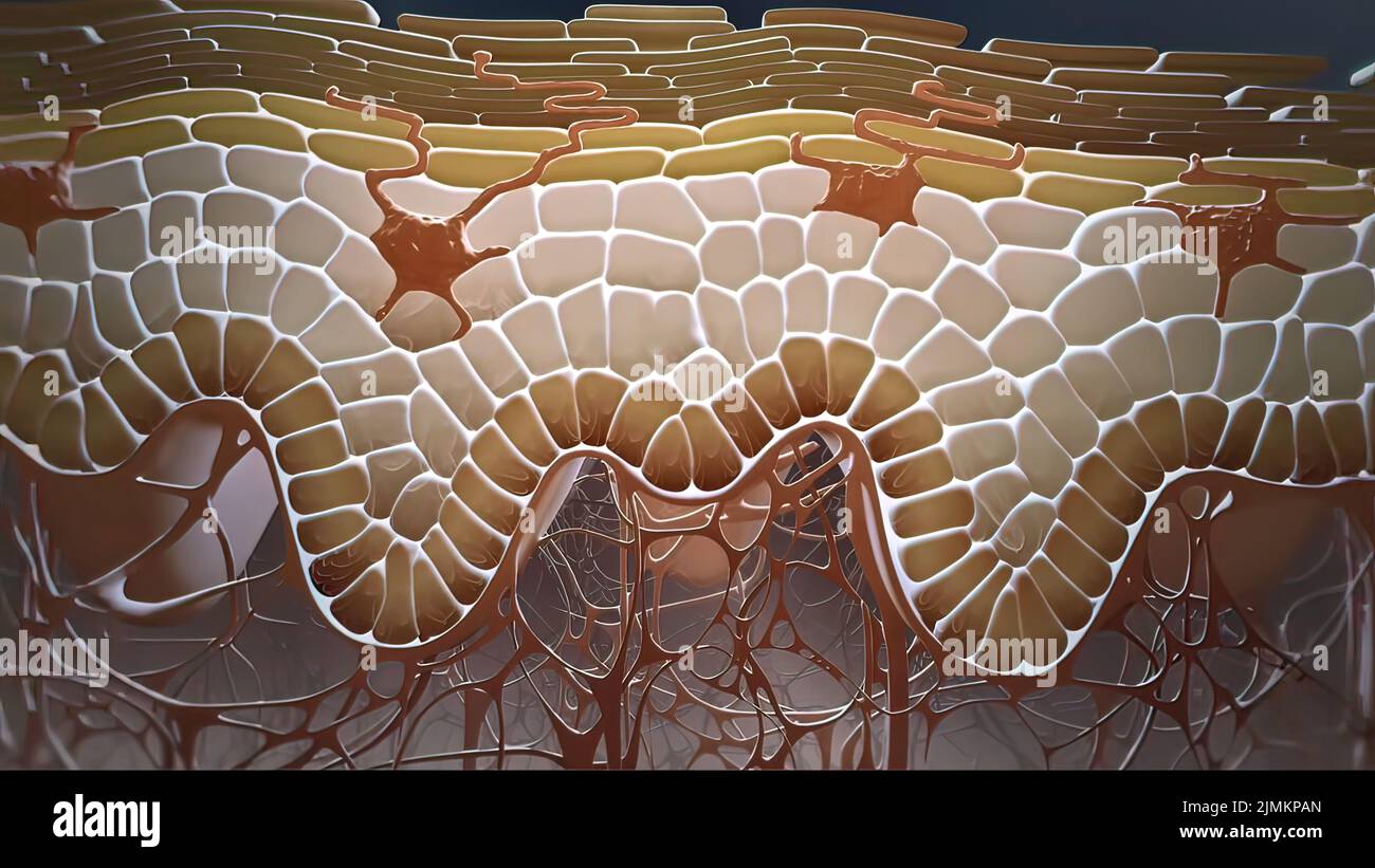 Layers of fat and muscle hi-res stock photography and images - Alamy