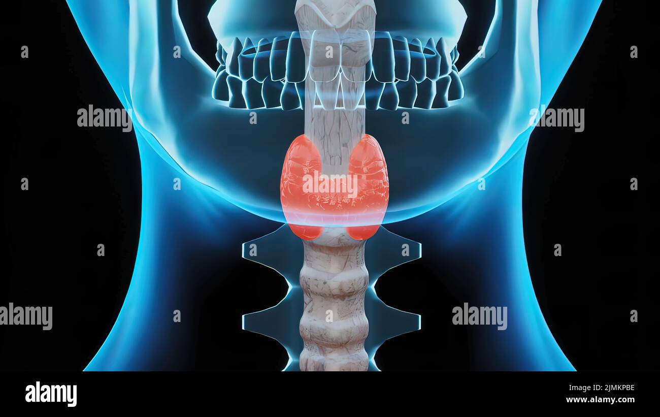 Healthy thyroid gland and hyperthyroidism hi-res stock photography and ...