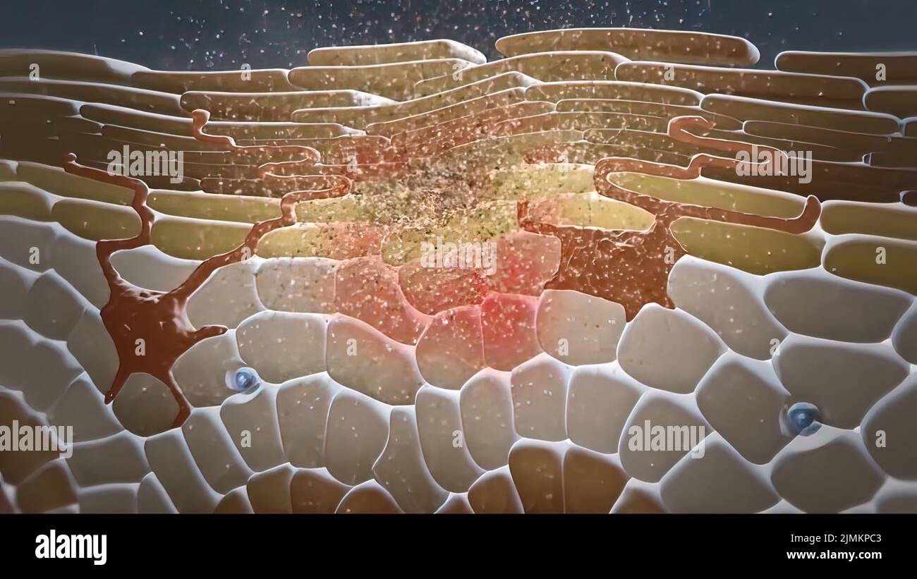 Layers of fat and muscle hi-res stock photography and images - Alamy