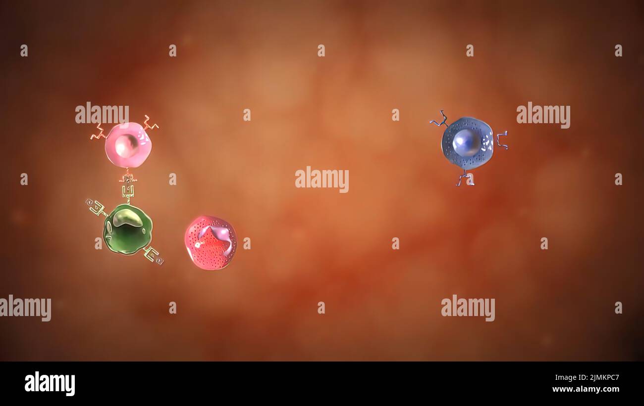 Stages of mitosis hi-res stock photography and images - Alamy