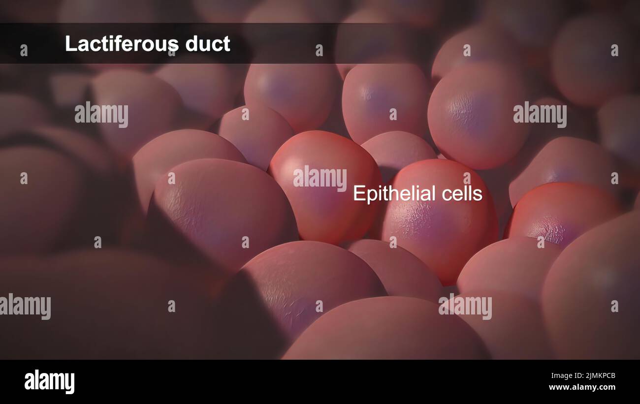 Epithelial cell structure hi-res stock photography and images - Alamy