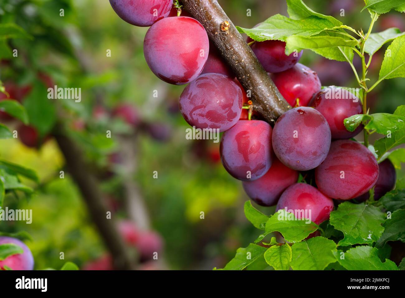 Plums hanging hi-res stock photography and images - Alamy