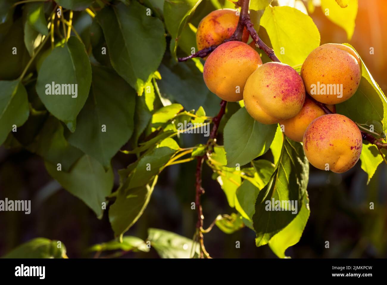 Apricot tree apricots orchard growing hi-res stock photography and ...