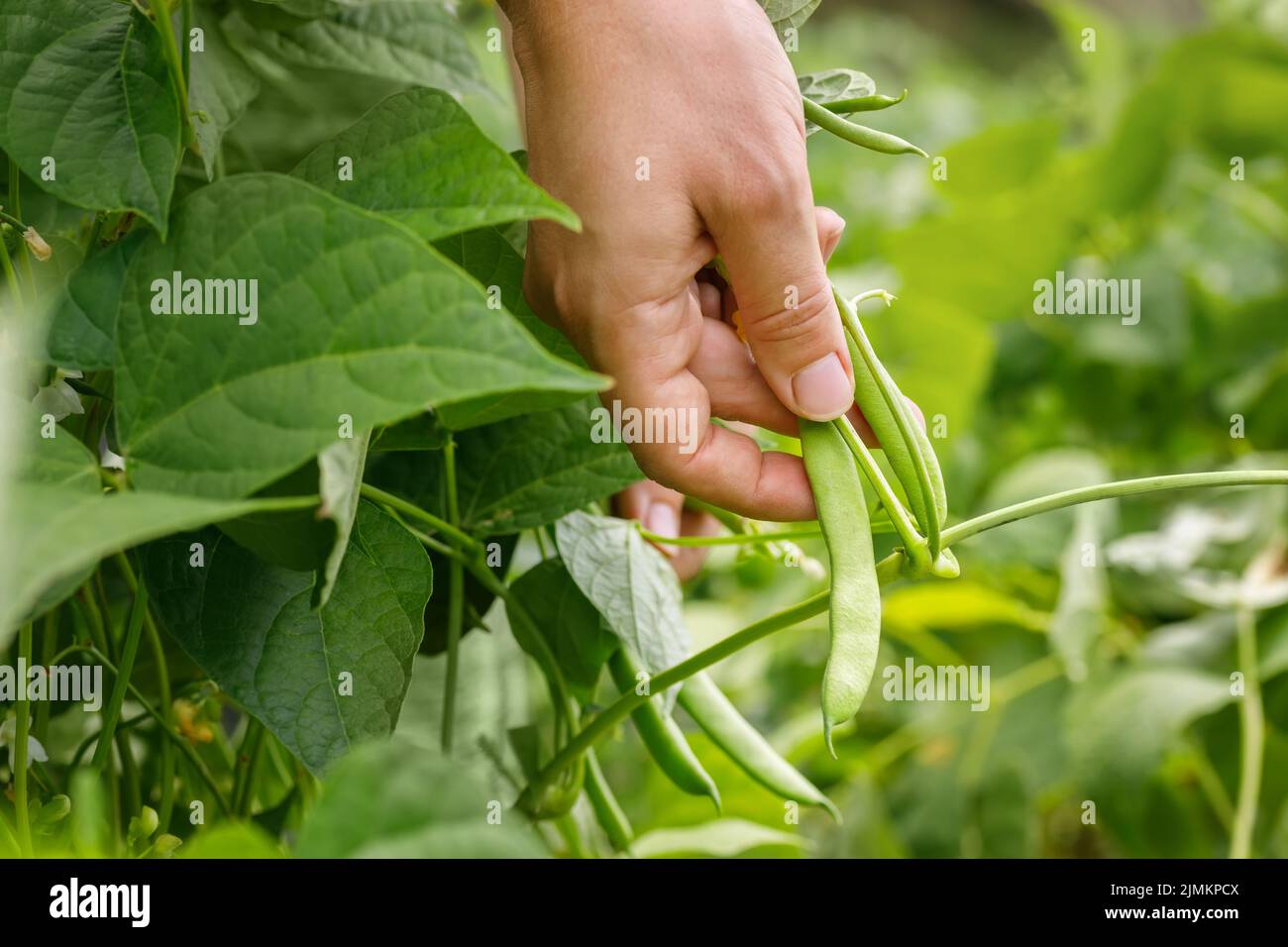 farmer hand picking fresh green bean on vegetable garden Stock Photo ...