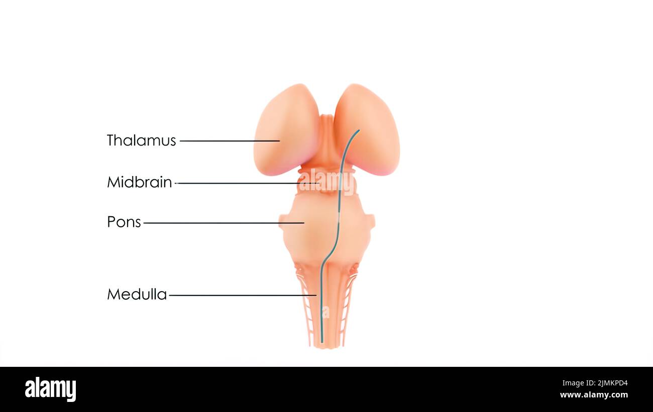Human body central nervous system hi-res stock photography and images - Alamy