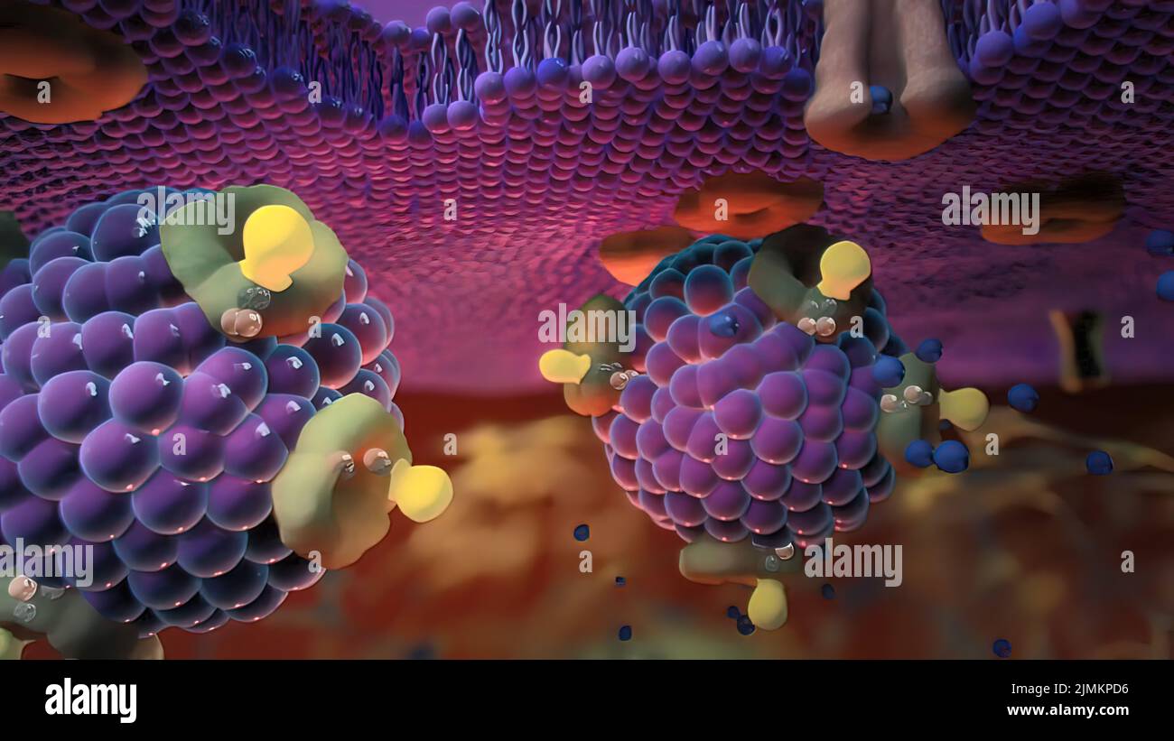 Mitochondria microscope image hi-res stock photography and images - Alamy