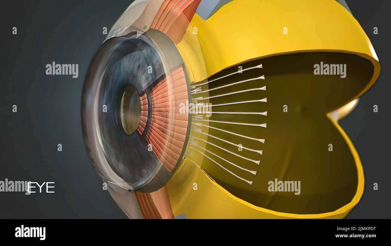 Internal retina hi-res stock photography and images - Alamy