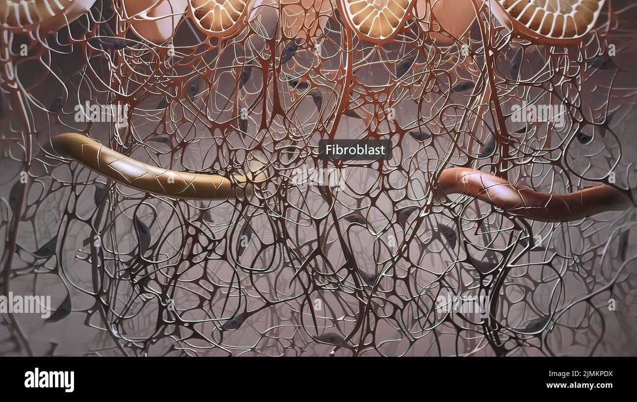 Layers of fat and muscle hi-res stock photography and images - Alamy