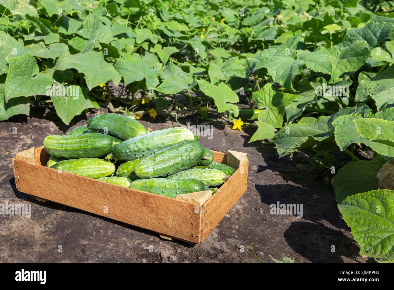 Cucumbers in crate hi-res stock photography and images - Alamy
