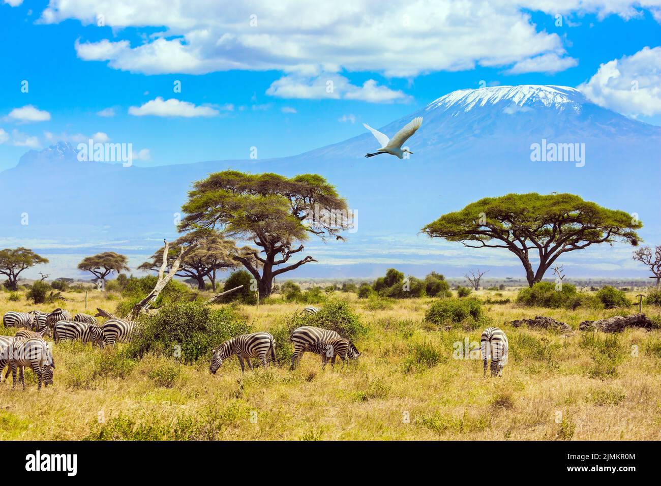 Herd of zebras and great Egret Stock Photo - Alamy
