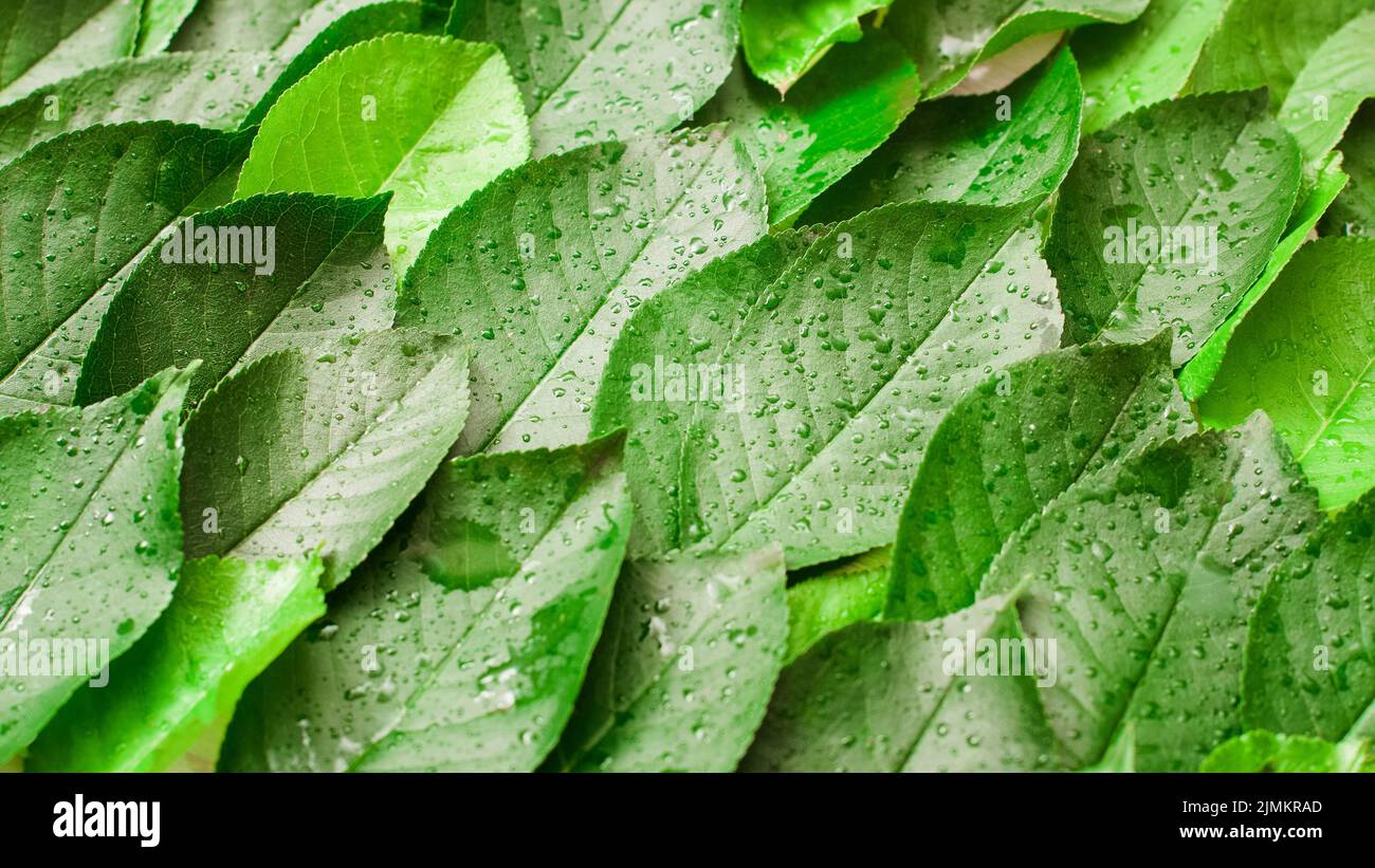 abstract nature background green leaves dew drops Stock Photo - Alamy