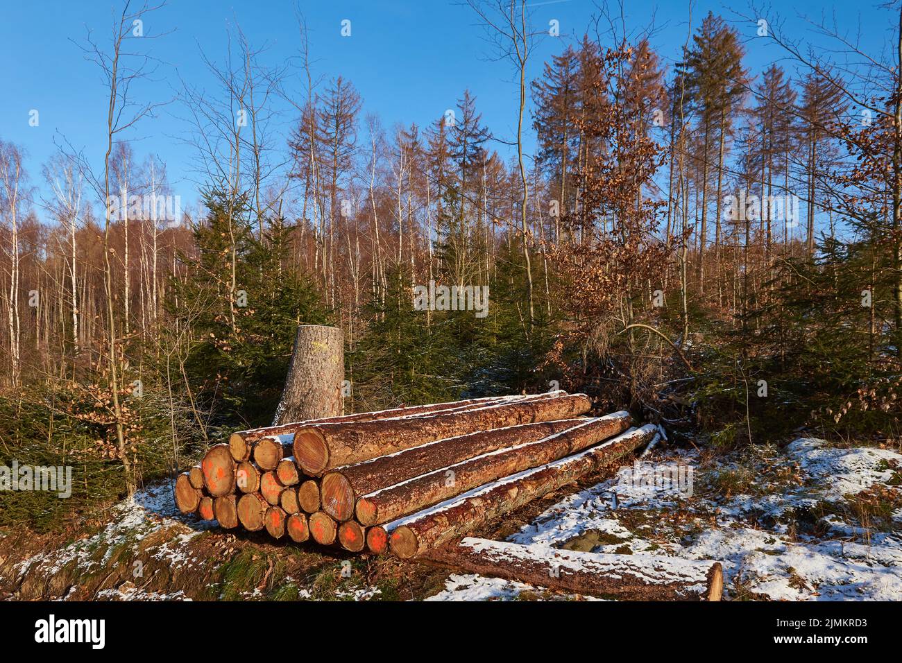 Conifers trunks hi-res stock photography and images - Alamy